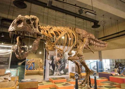 Royal Saskatchewan Museum to celebrate ‘Scotty’s Unearthed Day’ with family fun and fossil facts ...